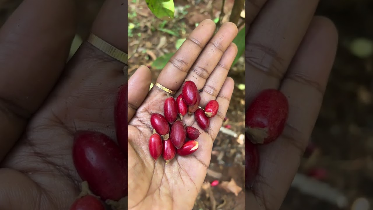 What is Miracle Fruit?How Does This Fruit Tastes😋?#shorts #fruits # ...