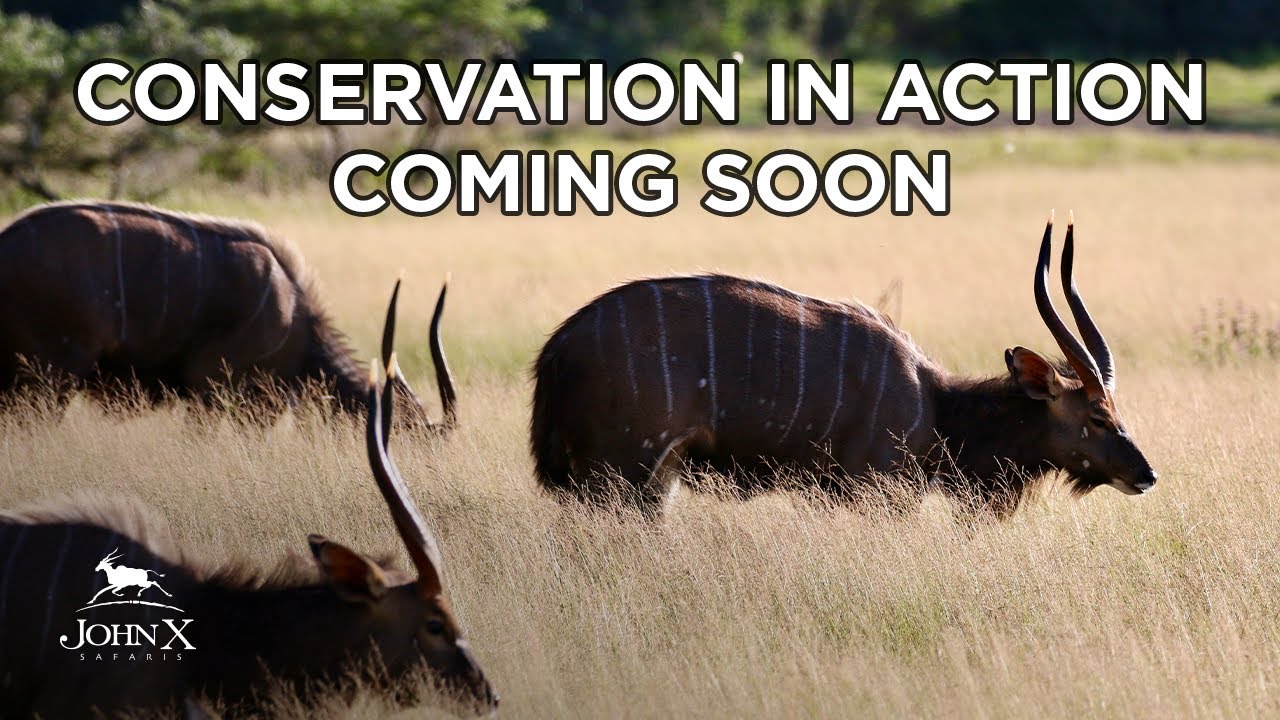 Conservation in Action - Nyala - Coming Soon - YouTube