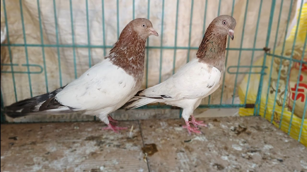Original Rampuri Gehre, Chanda khani, Kalsire , Bhure, Surkhe , khatang ...