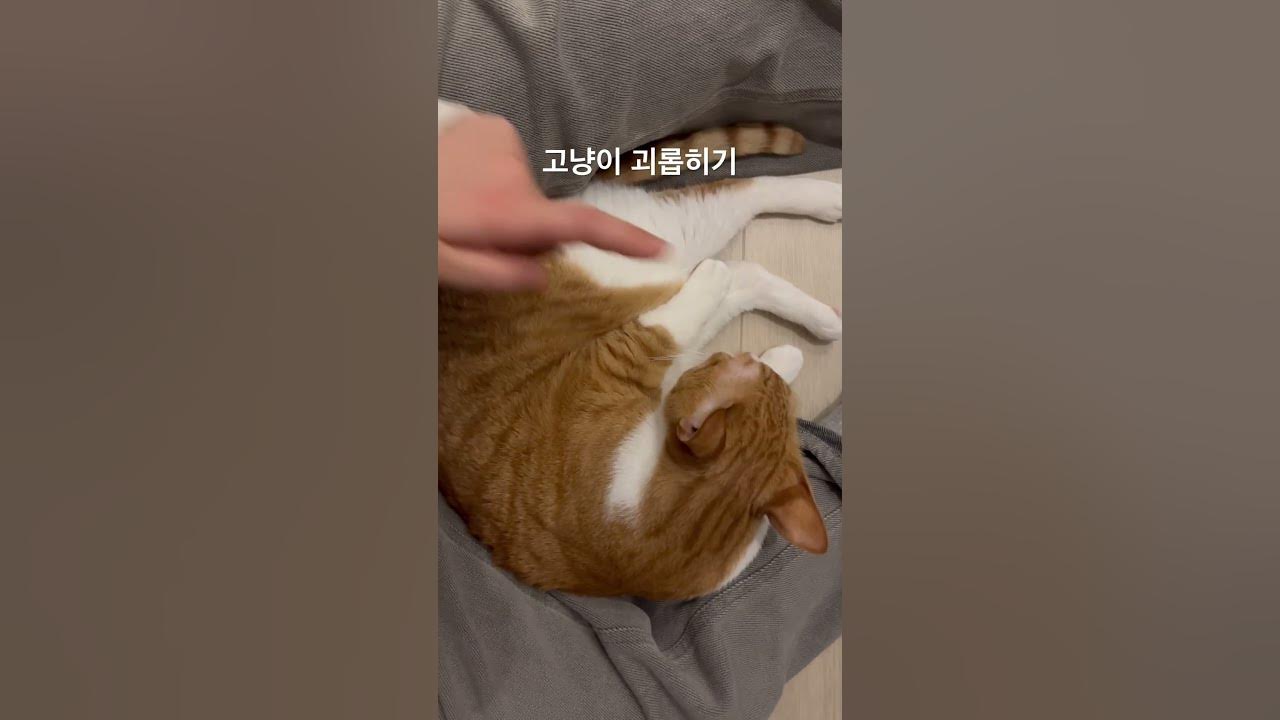 아빠다리 하면 고양이가 와요 Youtube