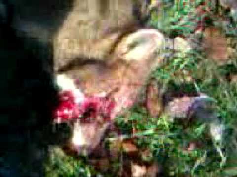 Masallı r. Öncəqala k.- ÇAQQAL OVU