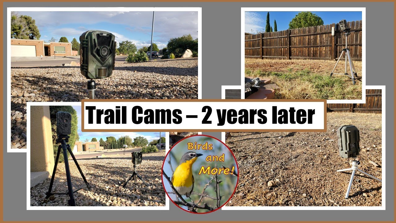 Two Years of Trail Cams What I have Learned - YouTube