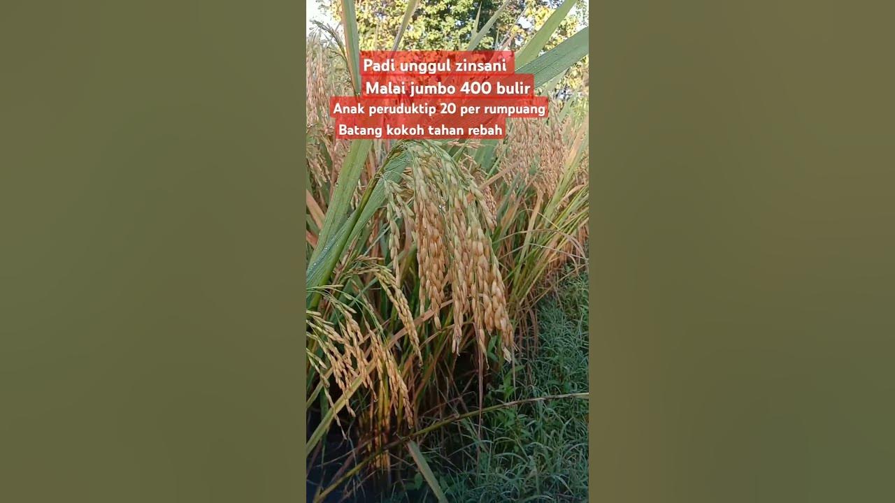 padi piraal zinsania jumbo # padi unggul - YouTube