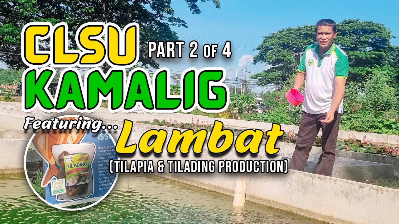AMAZING TILAPIA PRODUCTION: MAY KITA NA SA PRODUKSYON, MAY VALUE ADDING ...
