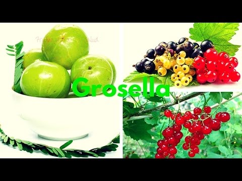 GROSELLA! - YouTube
