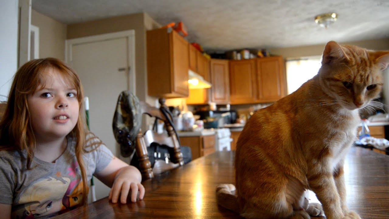 Gigi Kitty Is Angry! - YouTube