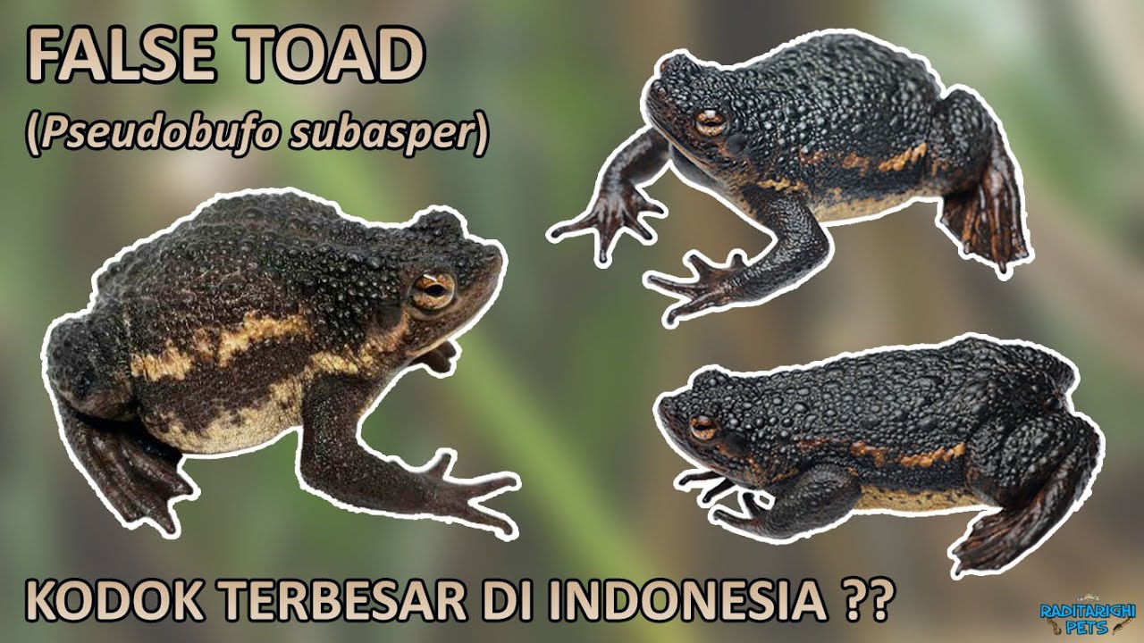 False Toad: Jenis kodok terbesar di Indonesia?? Pseudobufo subasper ...