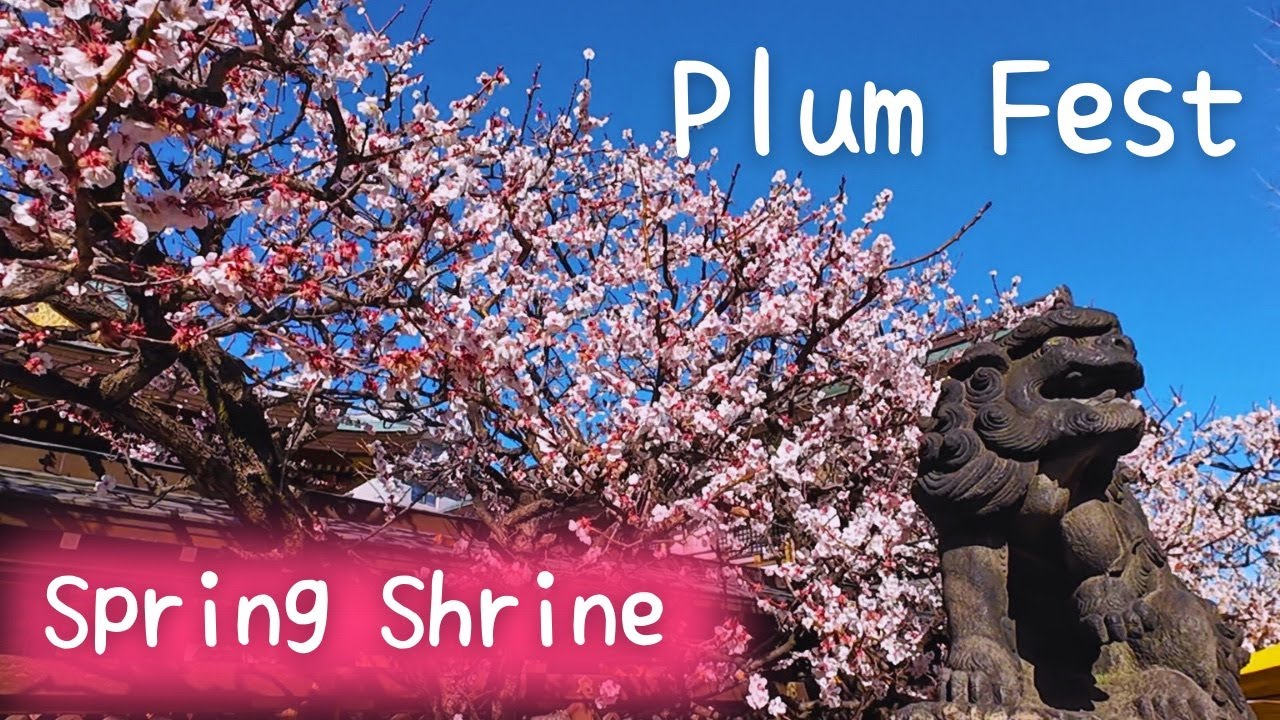 Finding Tokyo’s Plum Blossom Festival at a Shrine [TOKYO WALK] - YouTube