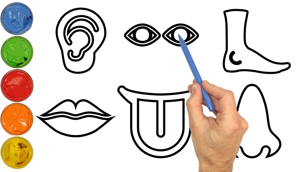 Color and Learn BODY PARTS | Drawing, Painting & Coloring for Kids ...