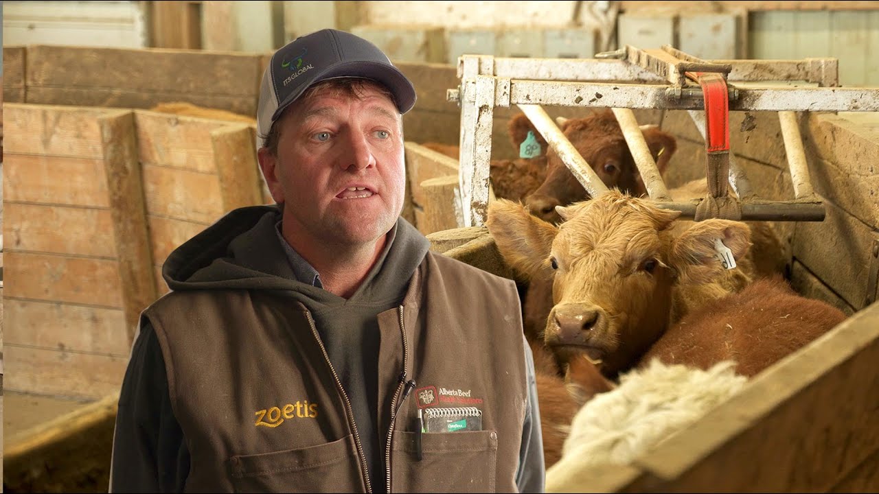 Saving Money at a Cattle Feedlot | Lyle Adams - YouTube
