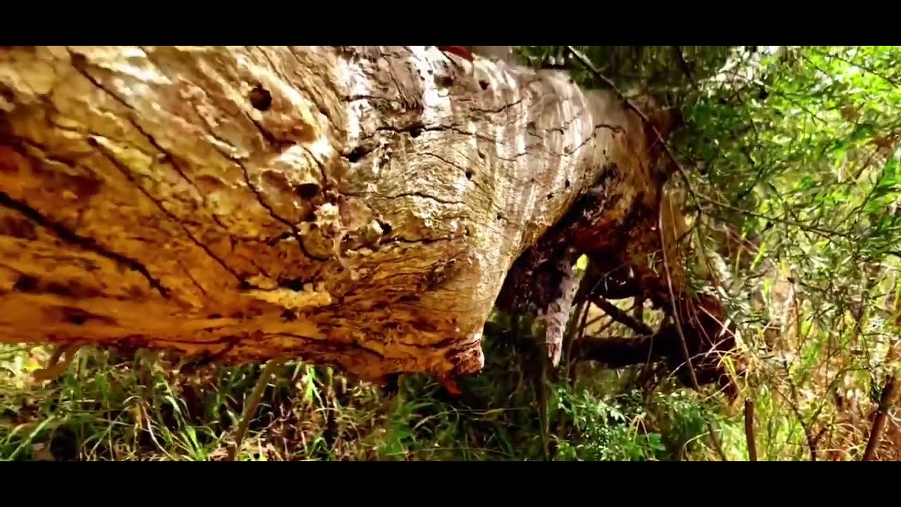 Cinematic Forest Nature - YouTube