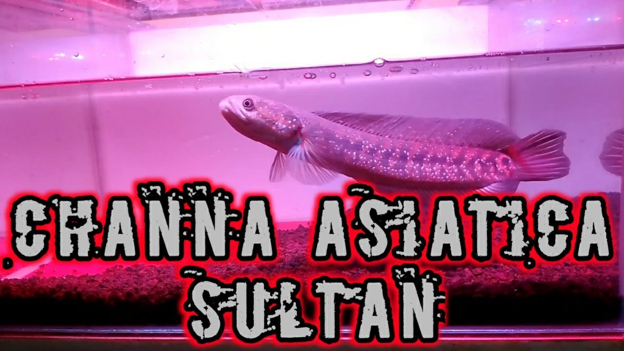 channa asiatica red stripe gondrong - YouTube