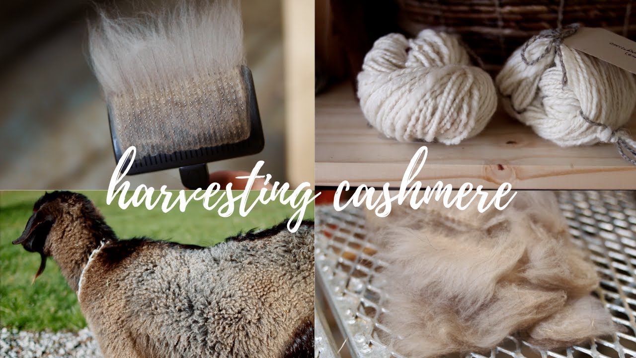 Cashmere Sheep