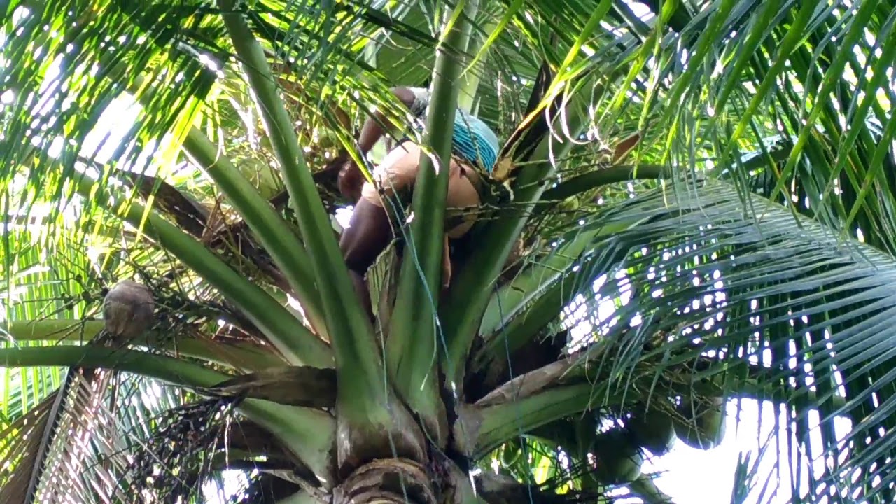 Village man climbs coconut tree - YouTube