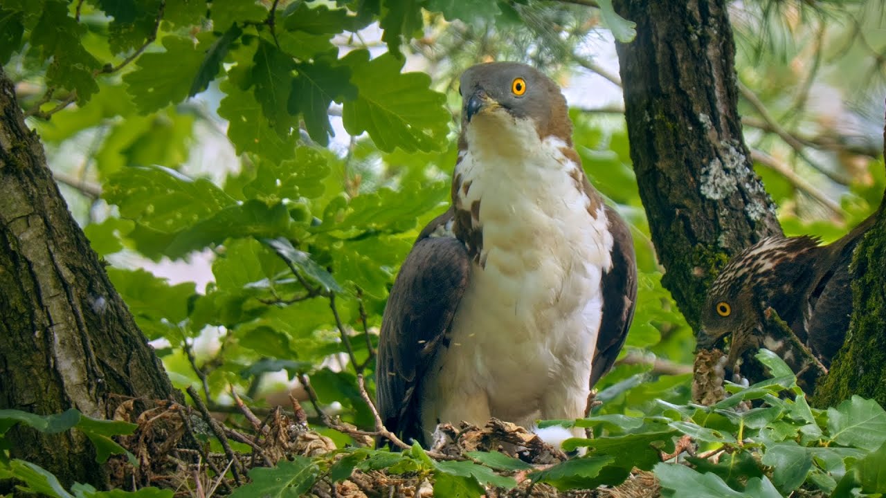 Nesting birds – European honey buzzard (Pernis apivorus) - YouTube
