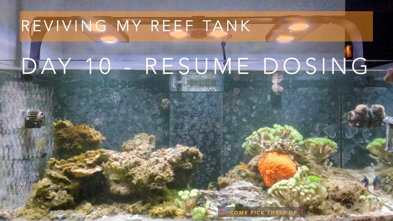 Day 10 - Resume Dosing - Reviving My Reef Tank - YouTube