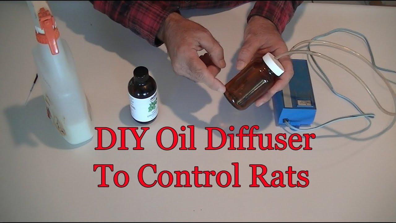 DIY Oil Diffuser to Control Rats - YouTube