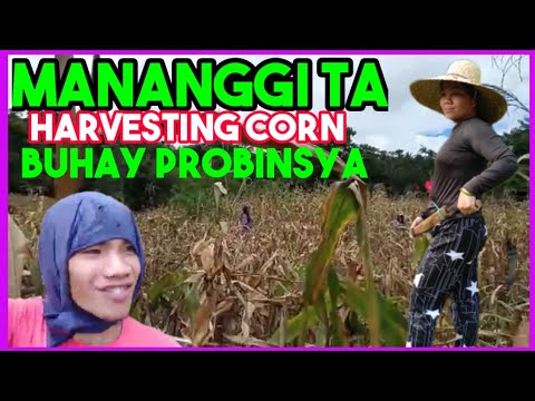 HARVESTING CORN// MANANGGI TA //BUHAY PROBINSYA//NANABANG UG SANGGI//🇵🇭 ...