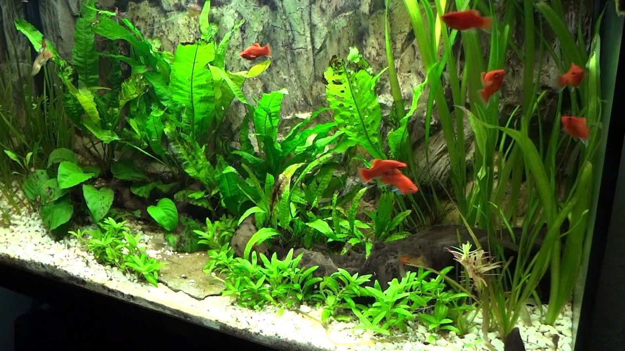 My Juwel Rio 125 closer look - YouTube