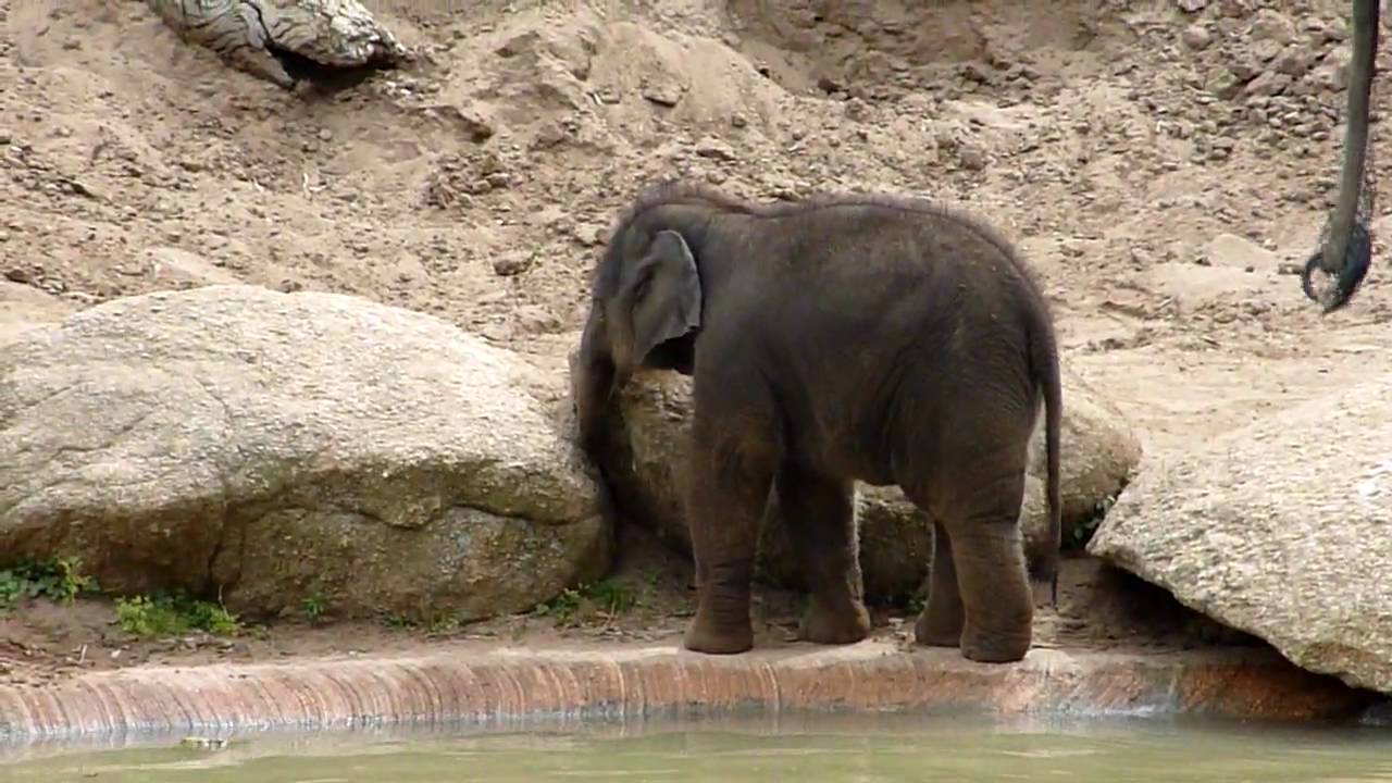 Mali - Melbourne Zoo baby elephant - YouTube