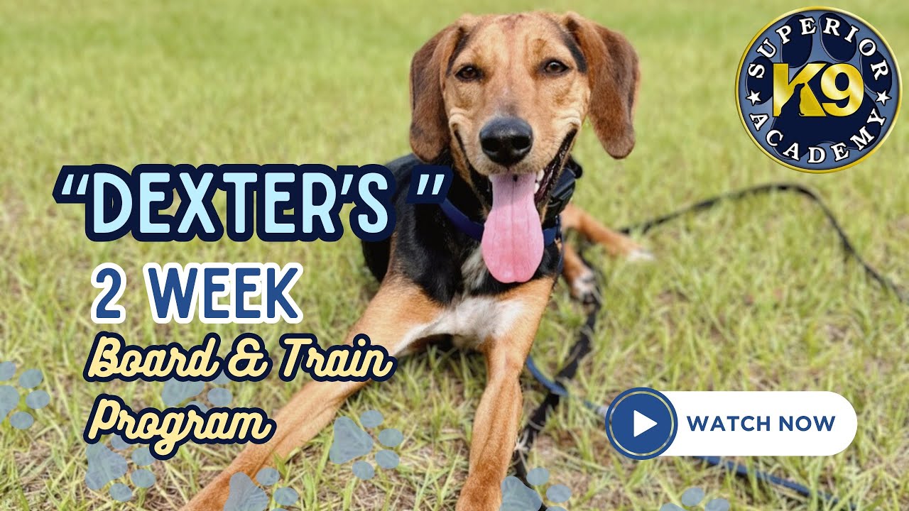 1 Year Old Coonhound “Dexter” | 2 Week Board & Train | Florida Dog ...