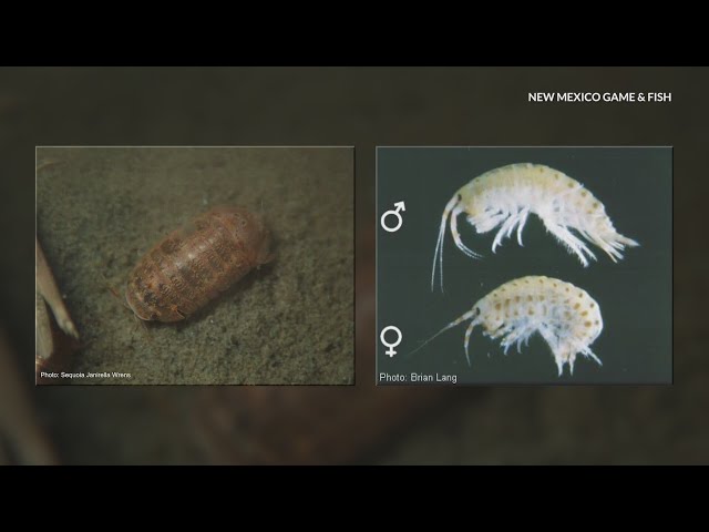 Anfipodes Gammaridianos No Taxonomic, Ecological And Morphological