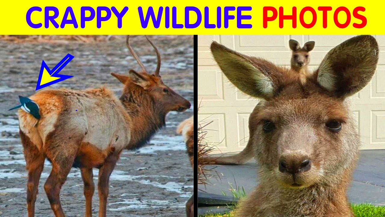 50 Crappy Wildlife Photos That Are So Bad They’re Good (NEW PICS) - YouTube