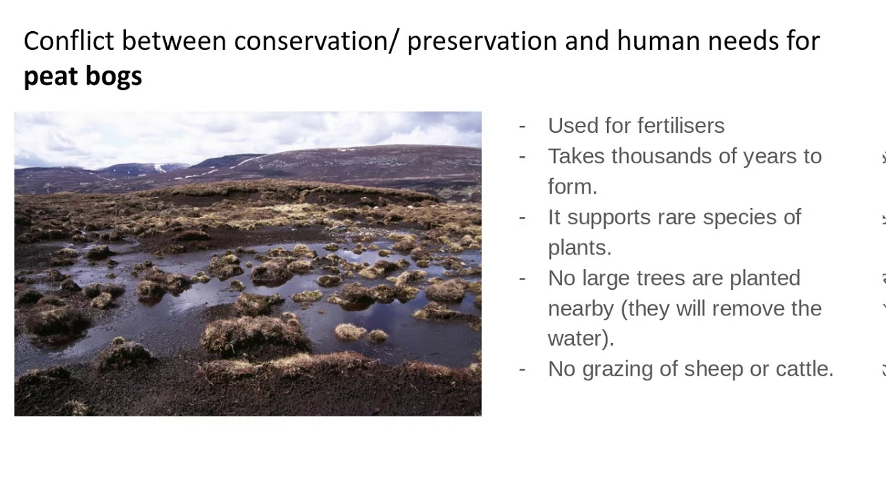 Peat Bogs Biology