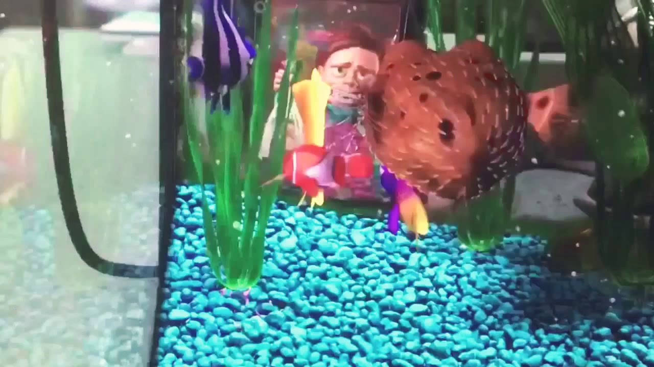 Finding Nemo Nemo meets Gil colorful - YouTube