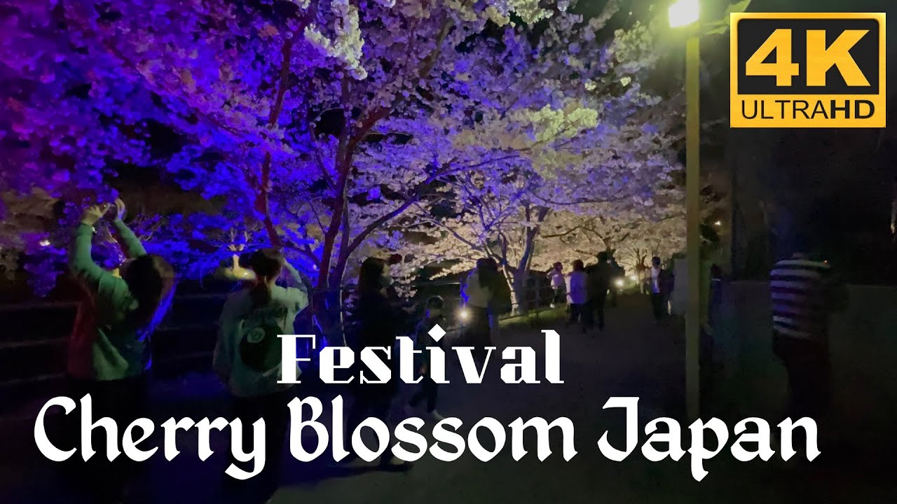 【4K】JAPAN COUNTRYSIDE WALK - Walking Around Festival Cherry Blossom At ...