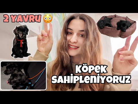 Köpek sahiplendik I İlk alışveriş I Sahiplenme süreci