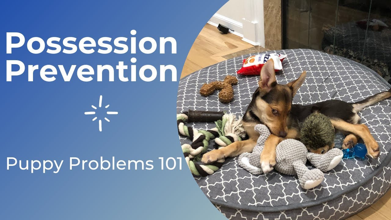 Possession Prevention- Puppy Problems 101 - YouTube