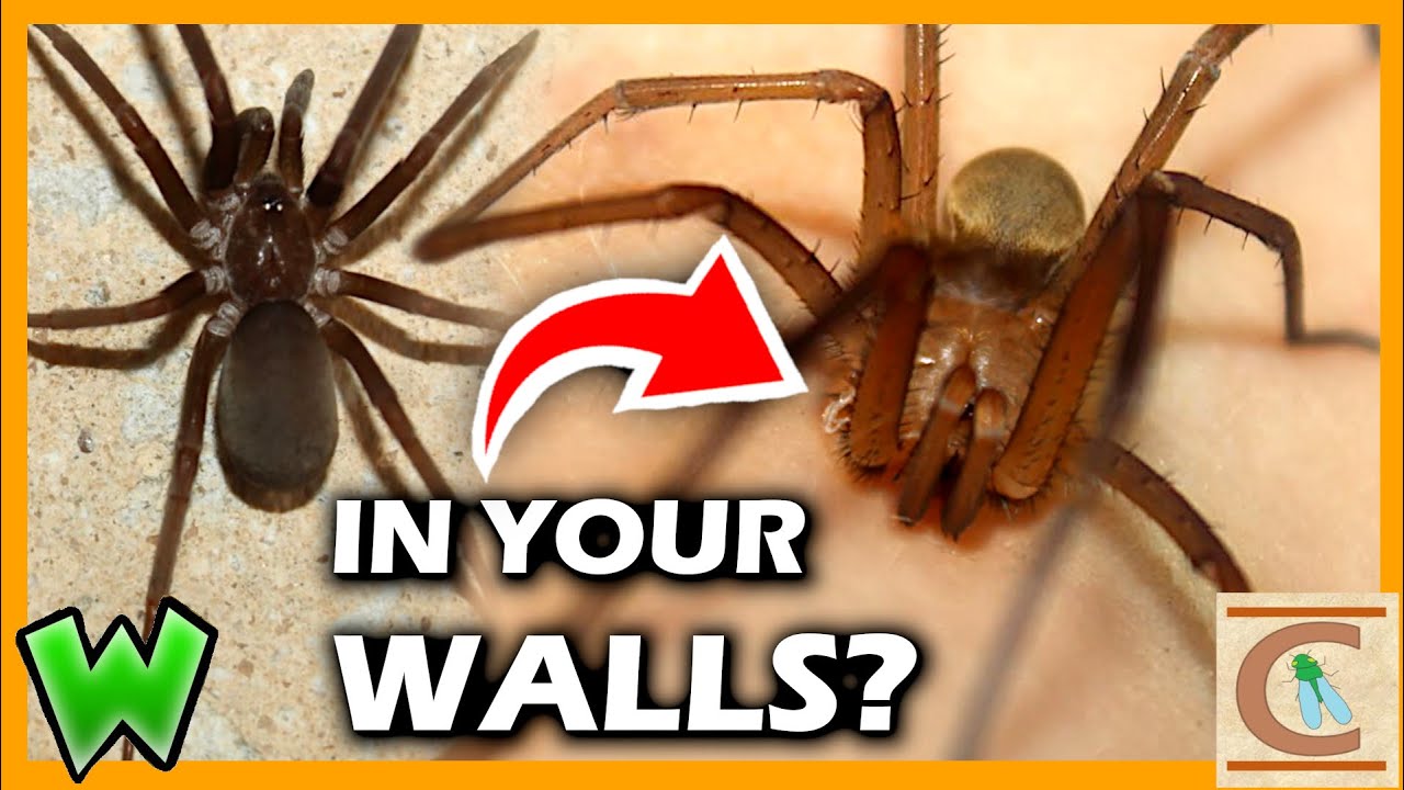 This ANCIENT Spider is Living IN YOUR HOUSE! - The Southern House ...