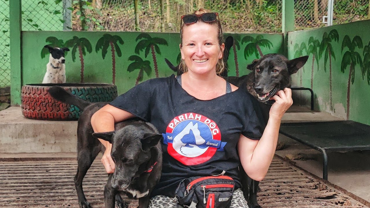 Why Adopt A Dog At Pariah in Koh Samui - YouTube