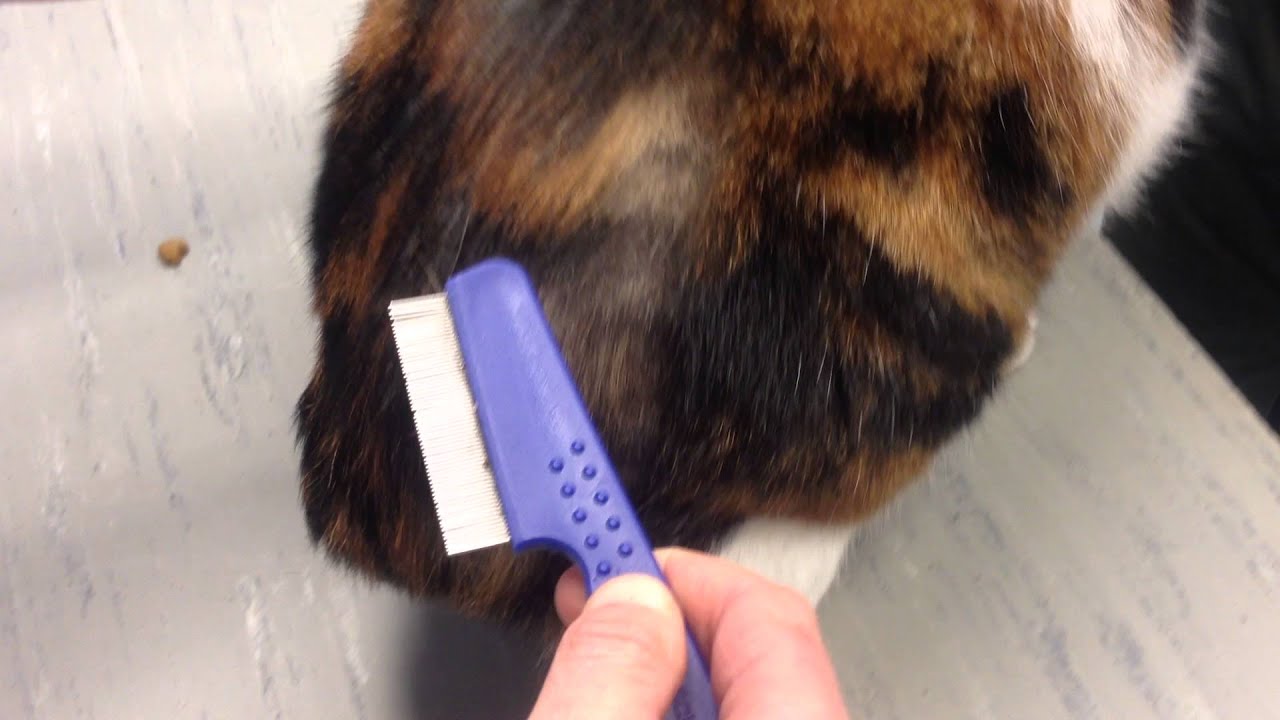 Kat met vlooien - YouTube
