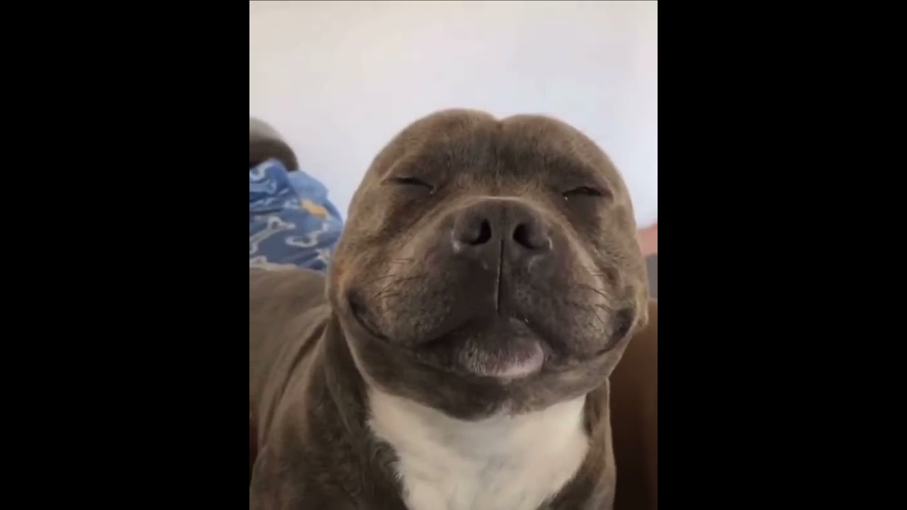 Perros (ᵔᴥᵔ) - YouTube