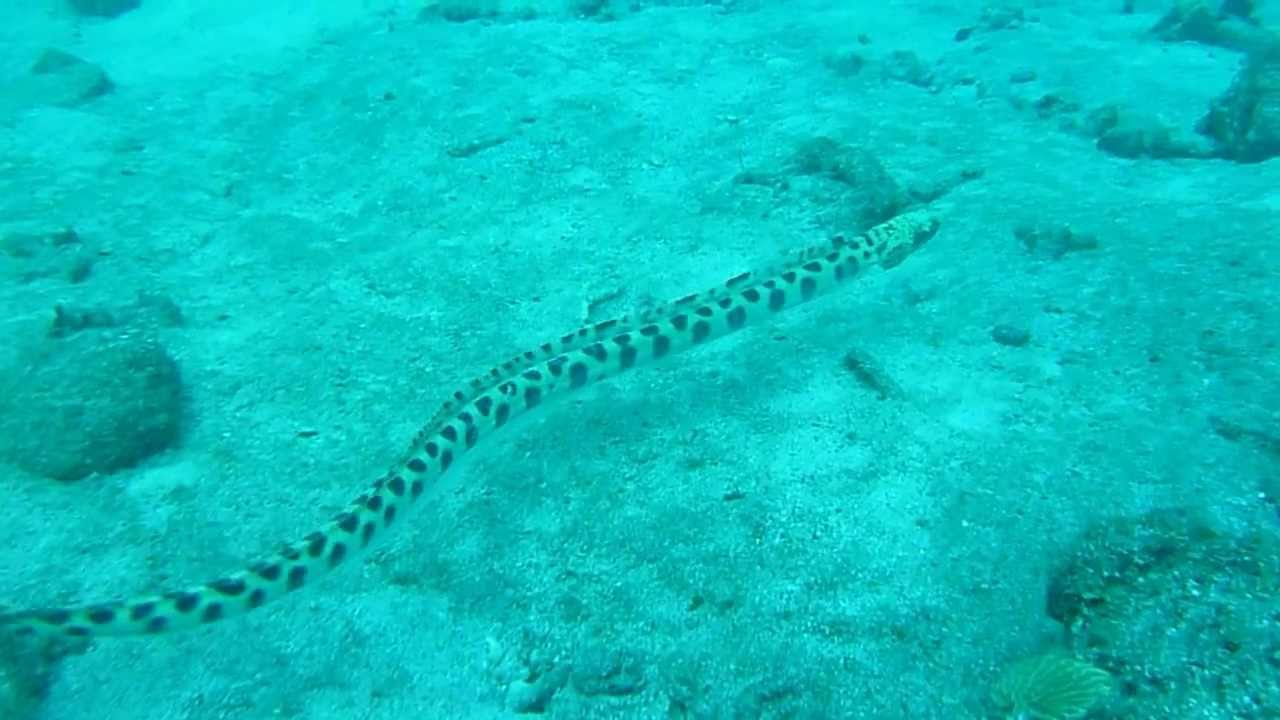 poisson serpent, îlets pigeon, Guadeloupe, 2011 - YouTube