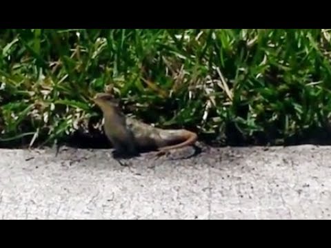 Florida curly tailed lizard digging in my yard - YouTube