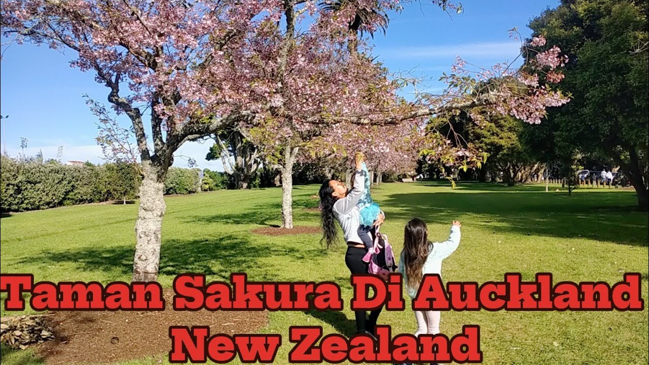 EXPLORING CHERRY BLOSSOM PARK ‼️Sakura di Auckland New Zealand - YouTube