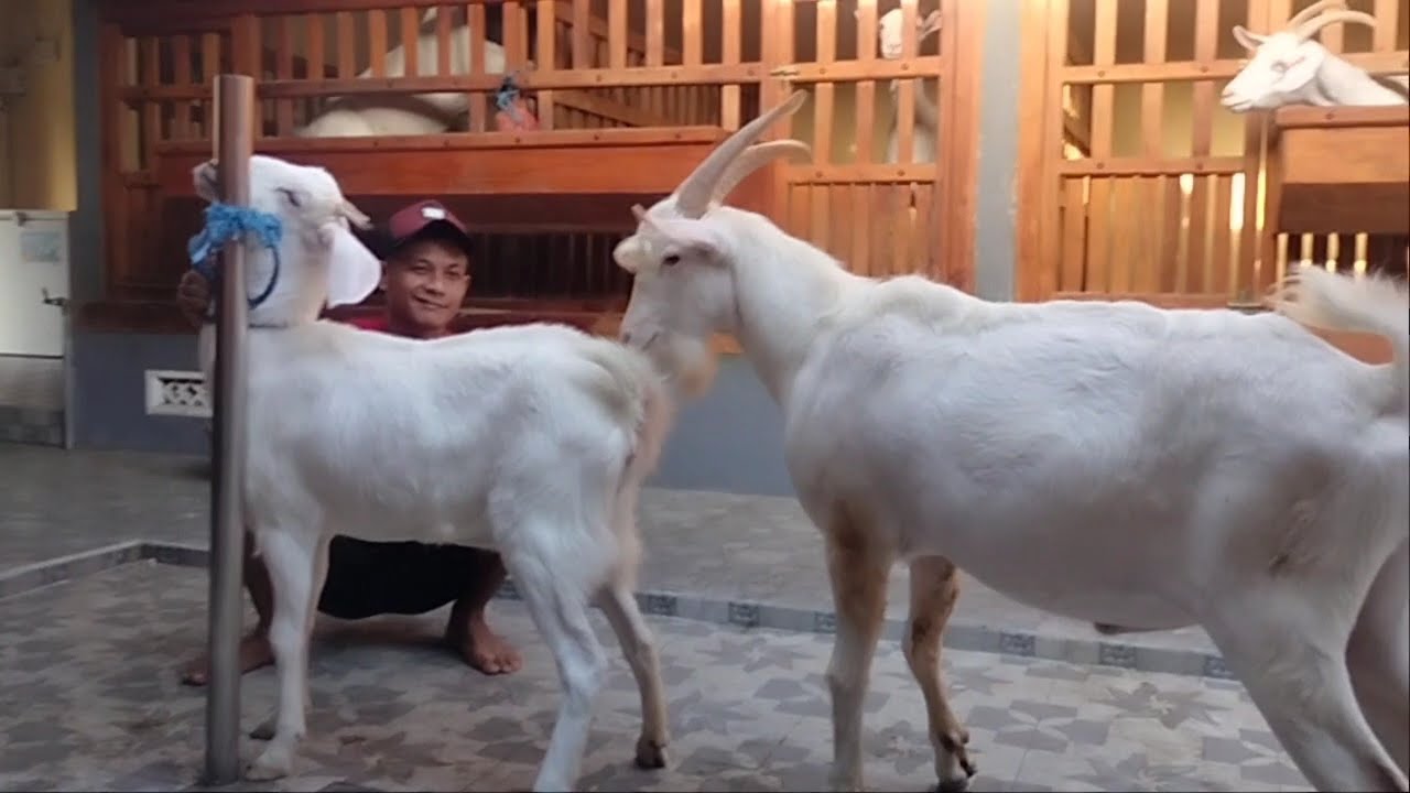 Saanen goat Crosses with white goat to produce best milk goat - YouTube