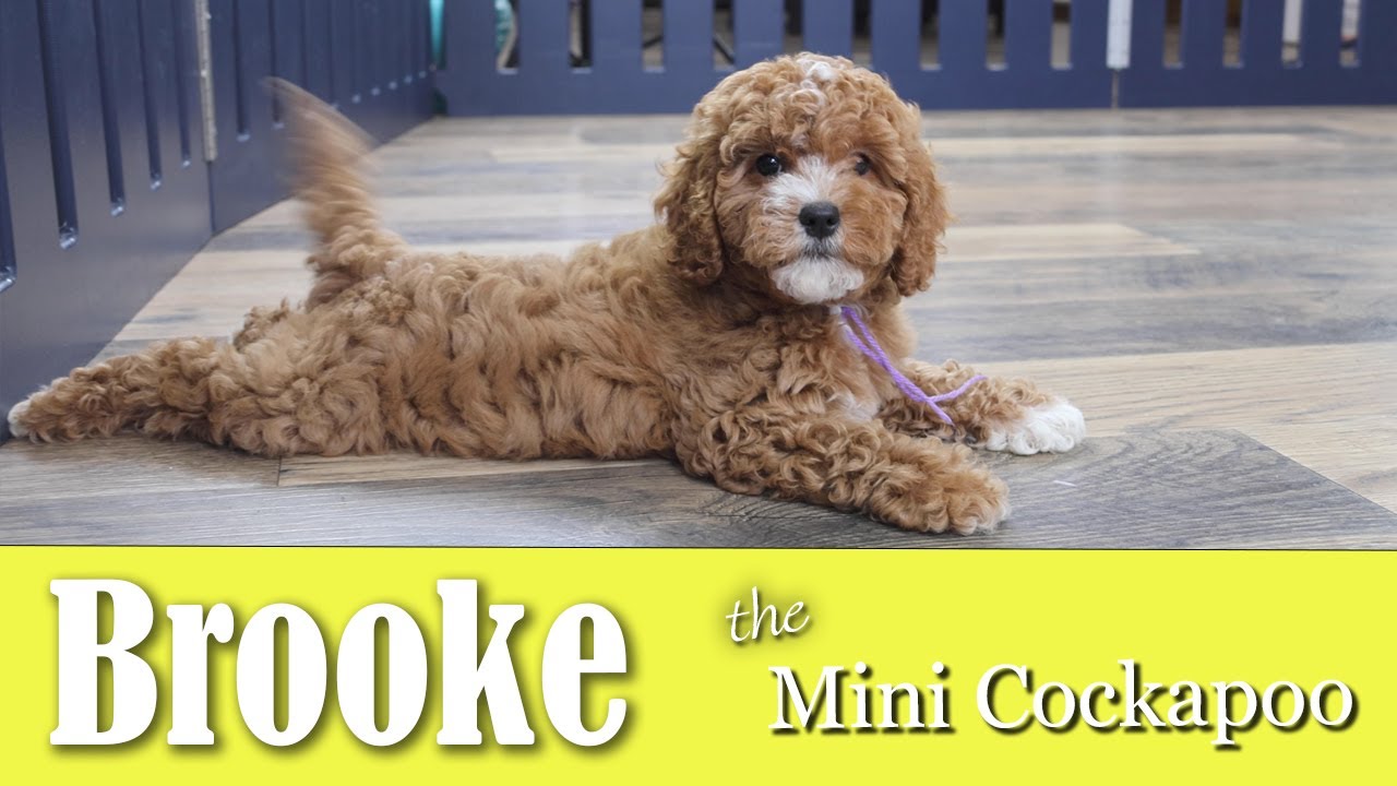 Brooke the RED TUXEDO Mini Cockapoo AVAILABLE at DeazDoodleRanch.com ...