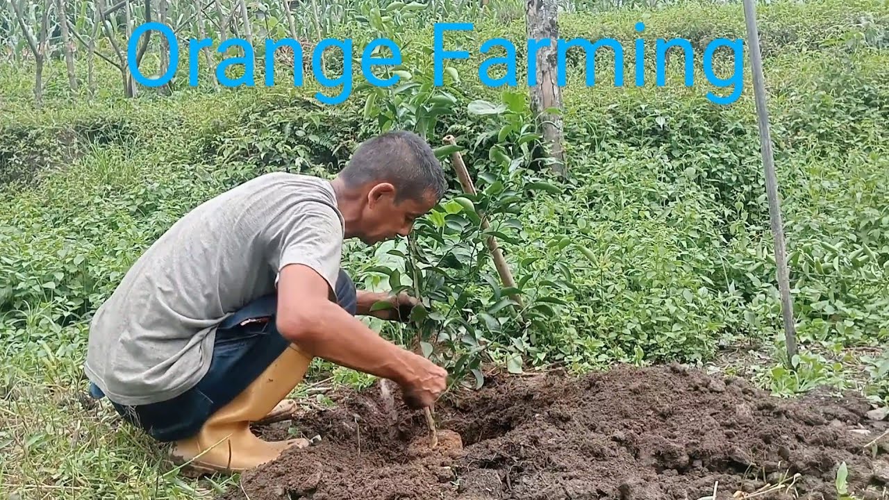 Borong Nature Camp | Orange Sapling Plantation | Orange Farming ...