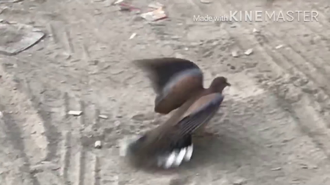 KARATE Birds 🦅 in Philippines 🇵🇭 - YouTube