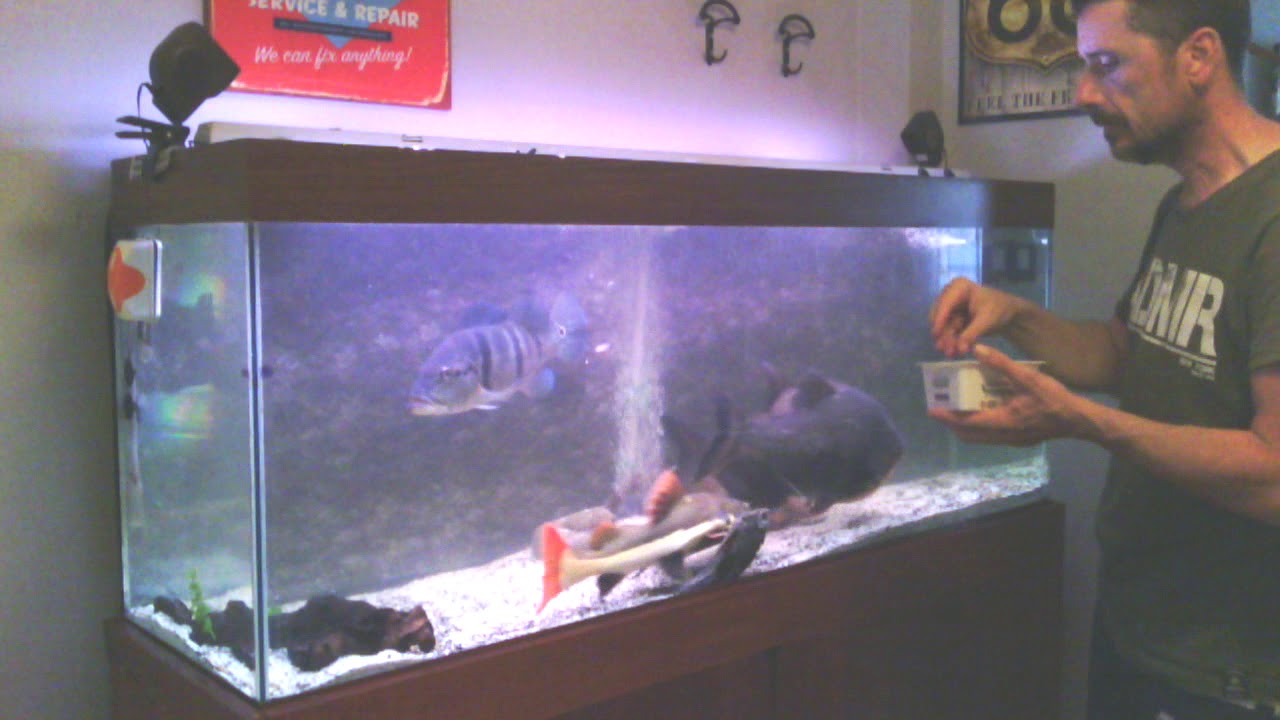 Monsterfish community tank feeding 2 gl - YouTube