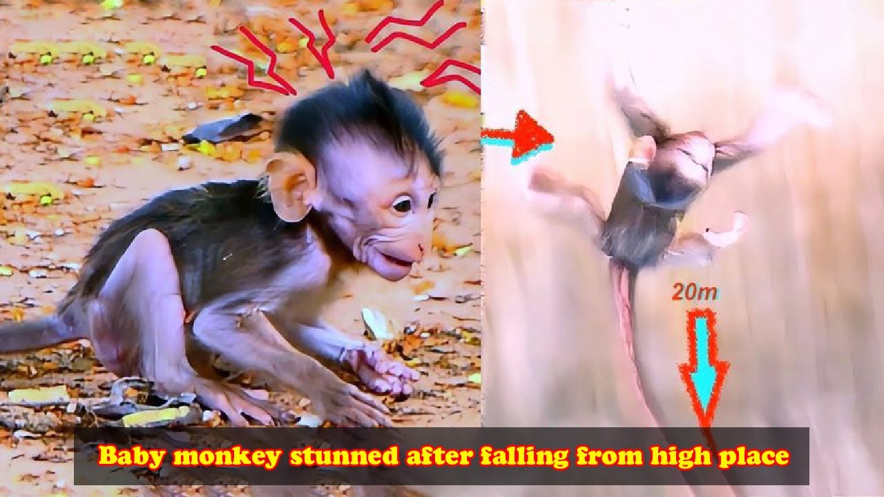 A baby monkey fell from a 20 meter high tree, it felt extremely dizzy ...