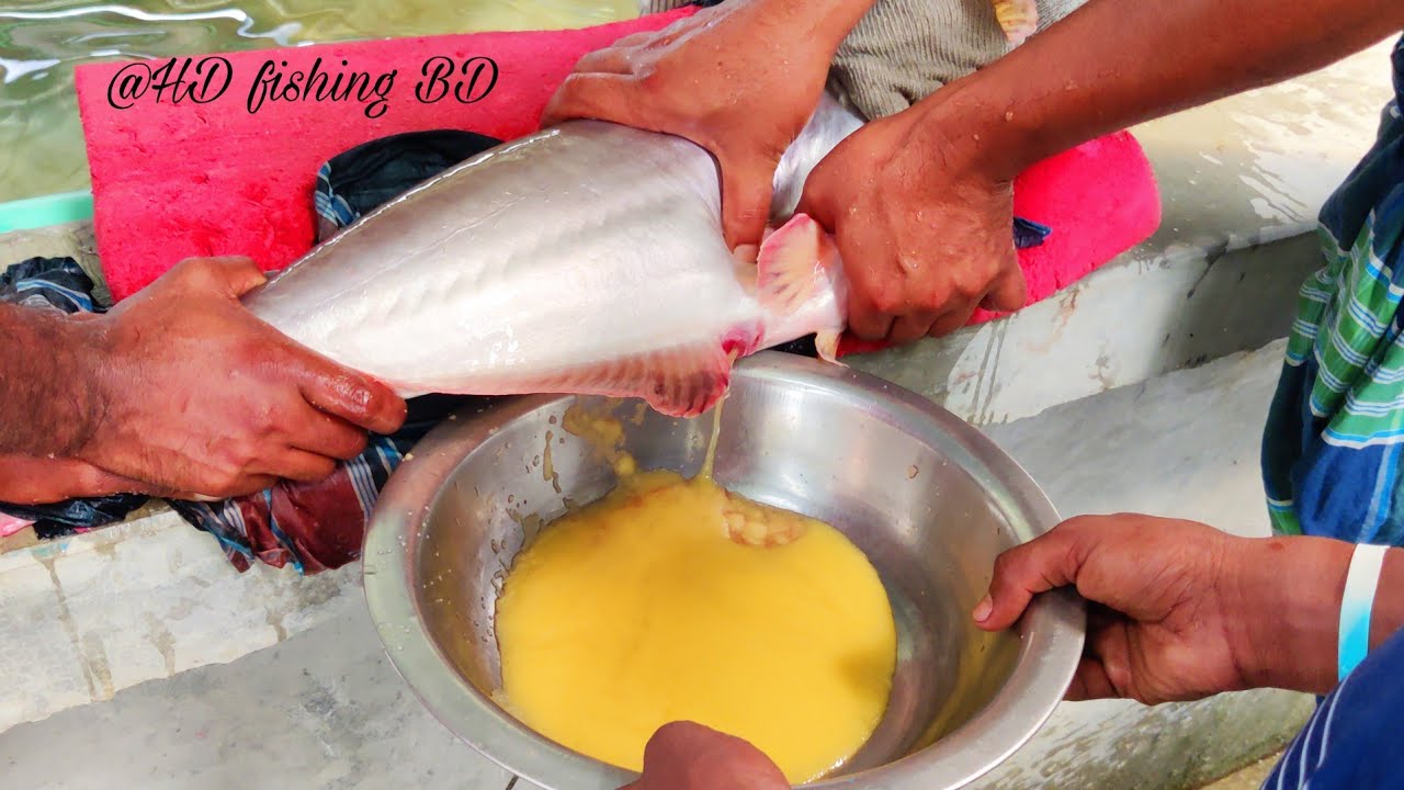 System of fish Breeding | Pangasius fish breeding | Fish breeding egg ...