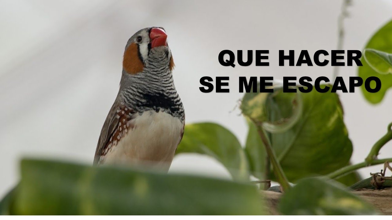 SE ME ESCAPO QUE HAGO - YouTube