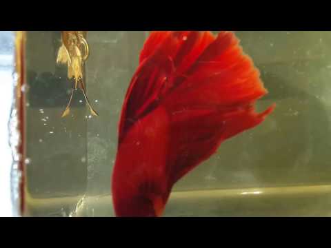 Yeniler2 adlı videonun kopyası