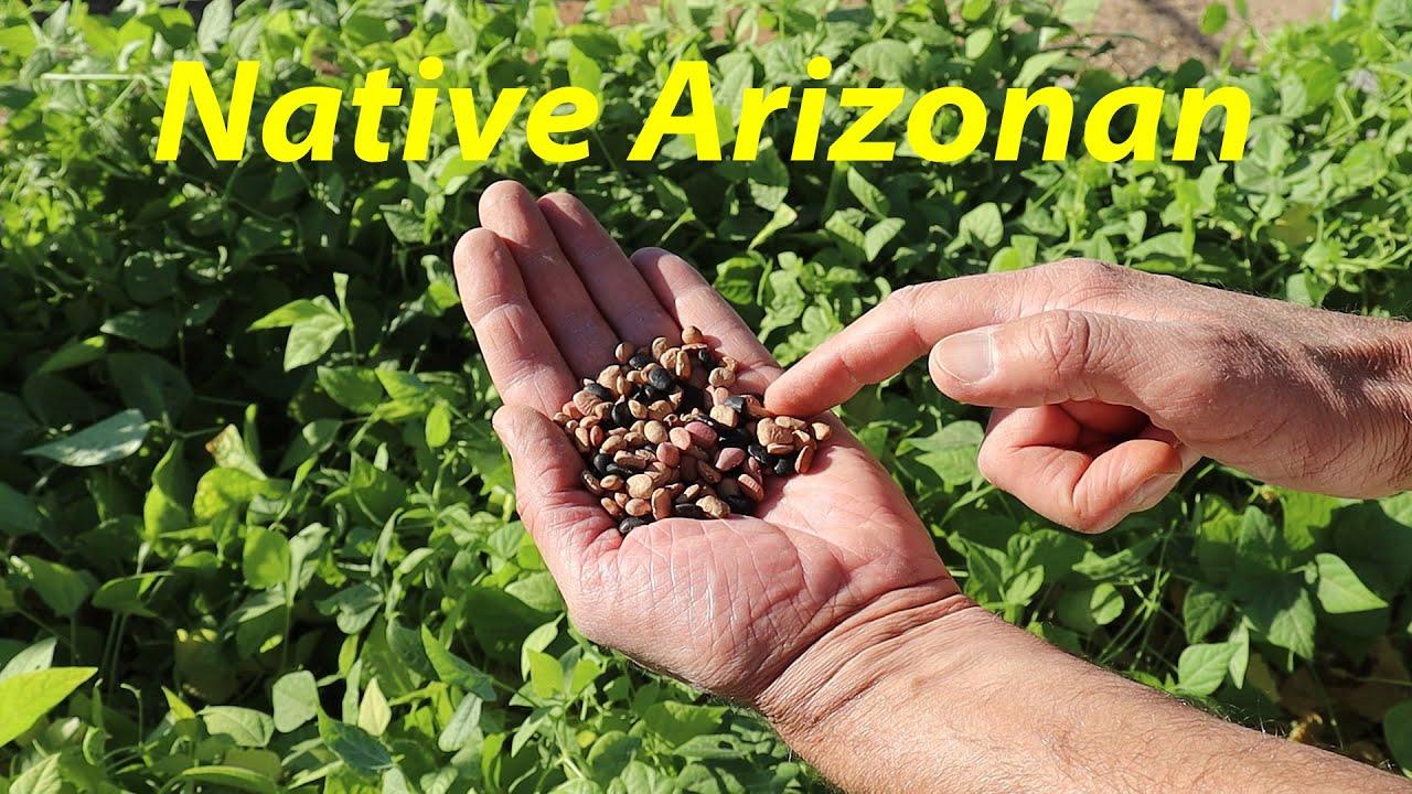 Perfect, Native Desert Legume | Grows Like a Weed! | Tepary - YouTube