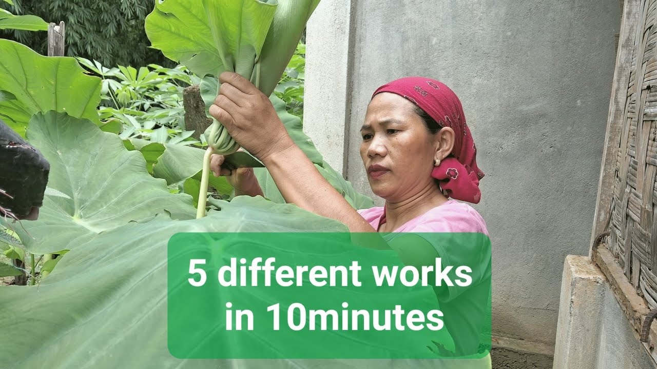 Drying Taro leaves |checking the Ginger I planted|chicken pickle ️ ...